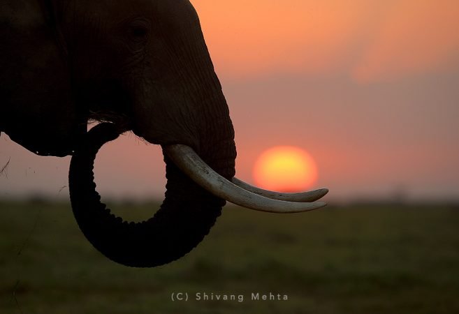 Shivang Mehta - Wildlife Photographer & Canon India Ambassador
