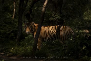 Shivang Mehta - Wildlife Photographer & Canon India Ambassador