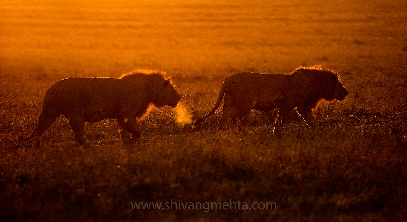Shivang Mehta - Wildlife Photographer & Canon India Ambassador